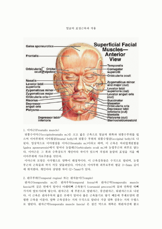 얼굴의표정근육과 작용