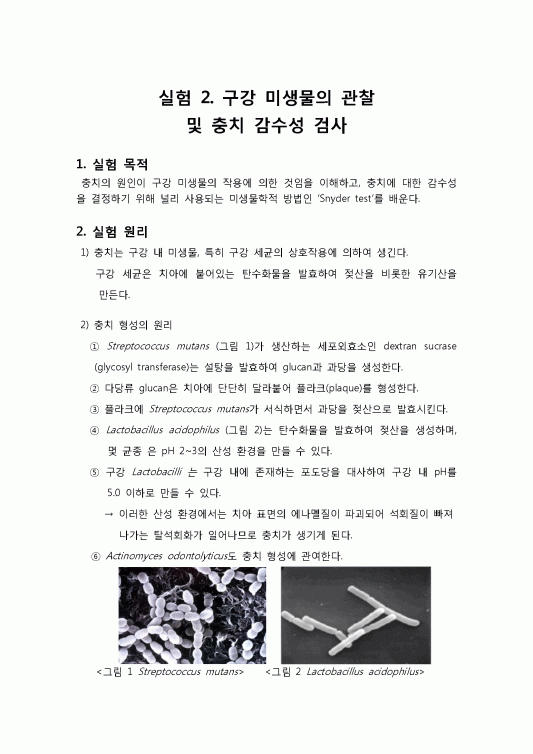 구강_미생물의_관찰_및_충치_감수성_검사