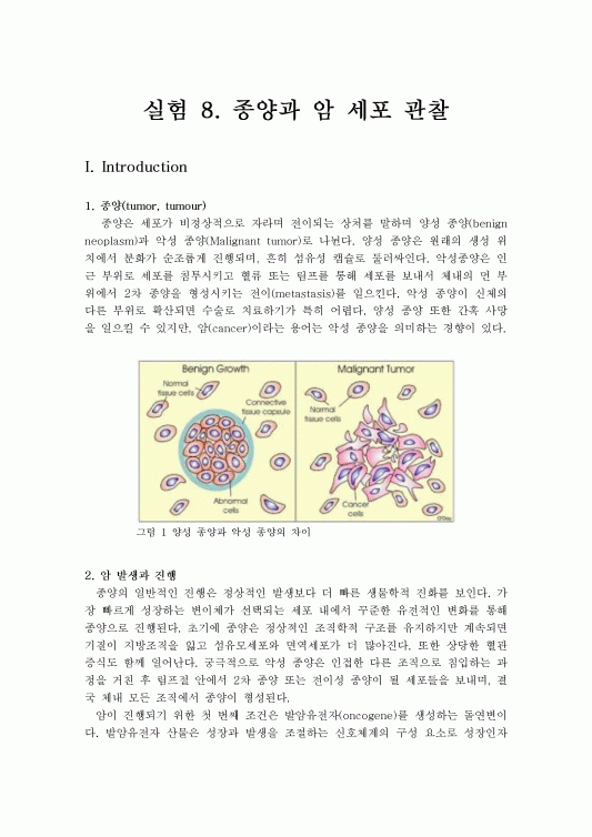 8 종양과 암세포 관찰