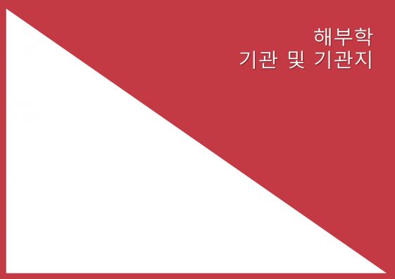 해부학 레포트 자료