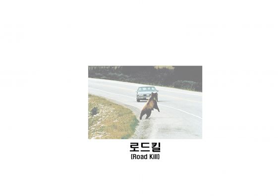 로드킬 발표자료(S급)