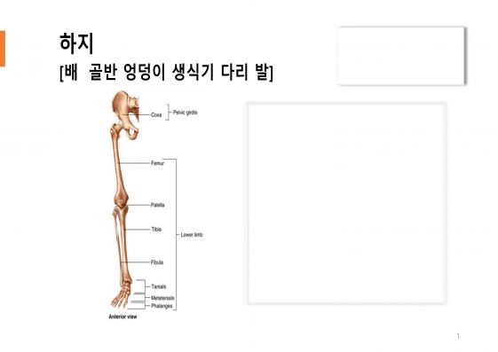 해부학 하지 (조별PPT)