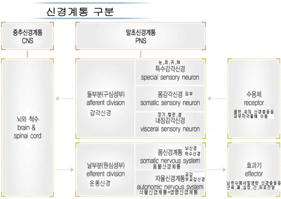 신경계질환 PPT