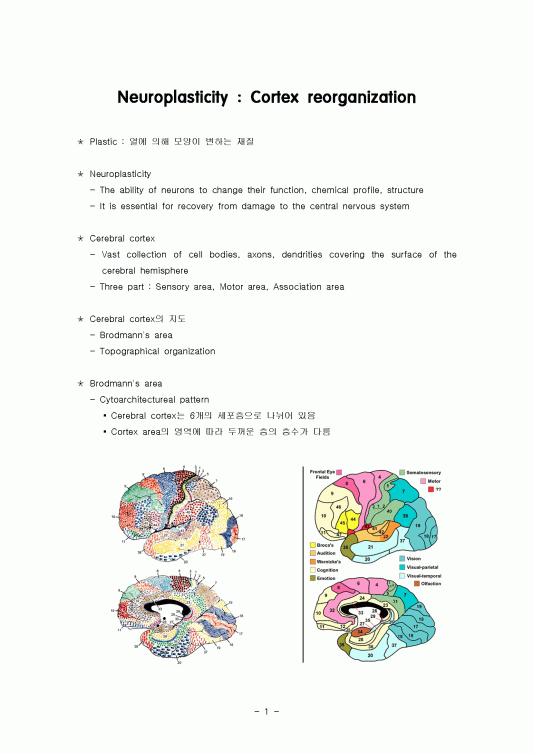 Neuroplasticity(Cortex reorganization)