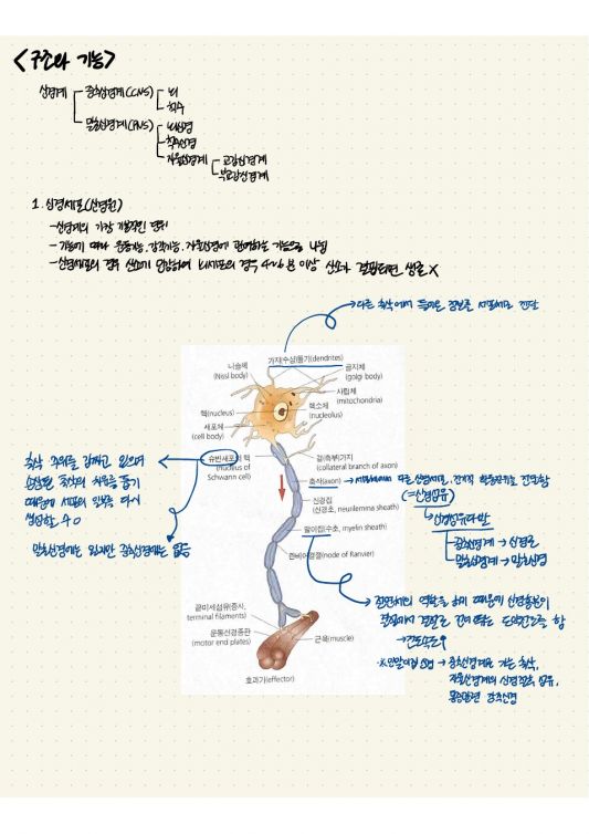 성인간호3신경계 구조와 기능