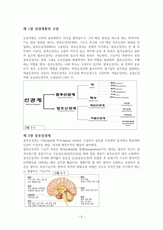 해부생리학 중추신경계와 말초신경계의 구조와 차이 레포트