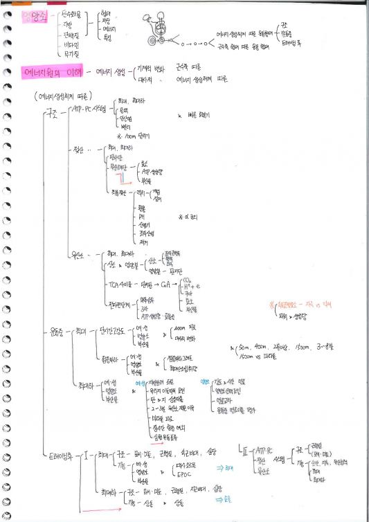 체육 임용고시 전공B 교과내용학 운동생리학 영양 에너지원의 이해
